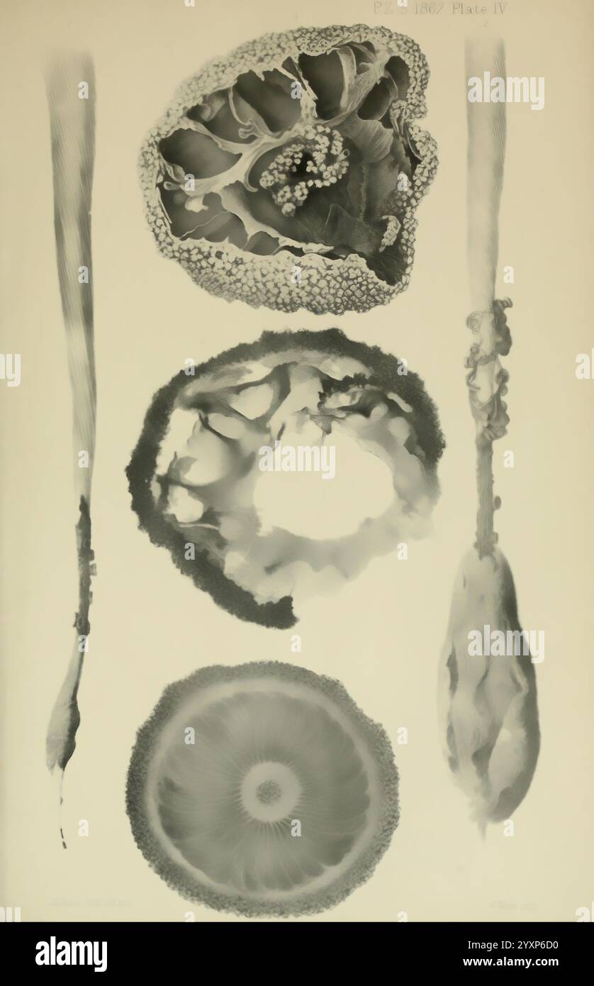 Plant stem reveals concentric circles hi-res stock photography and ...