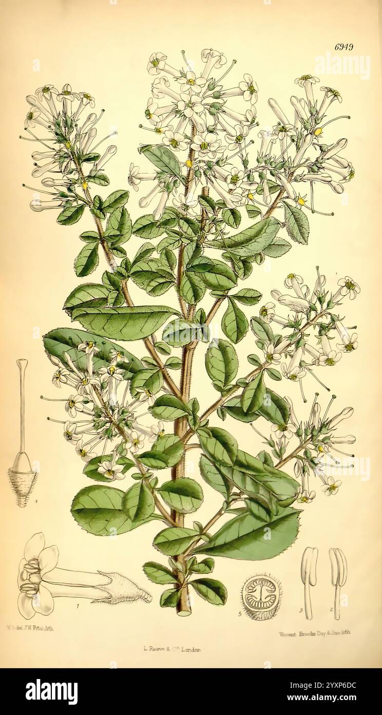 Larger botanical classification effort hi-res stock photography and ...