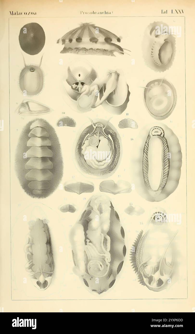 Class prosobranchia hi-res stock photography and images - Alamy