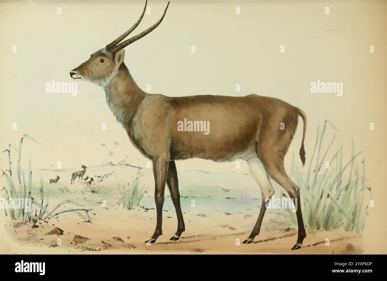Proceedings of the Zoological Society of London, London, Academic Press ...