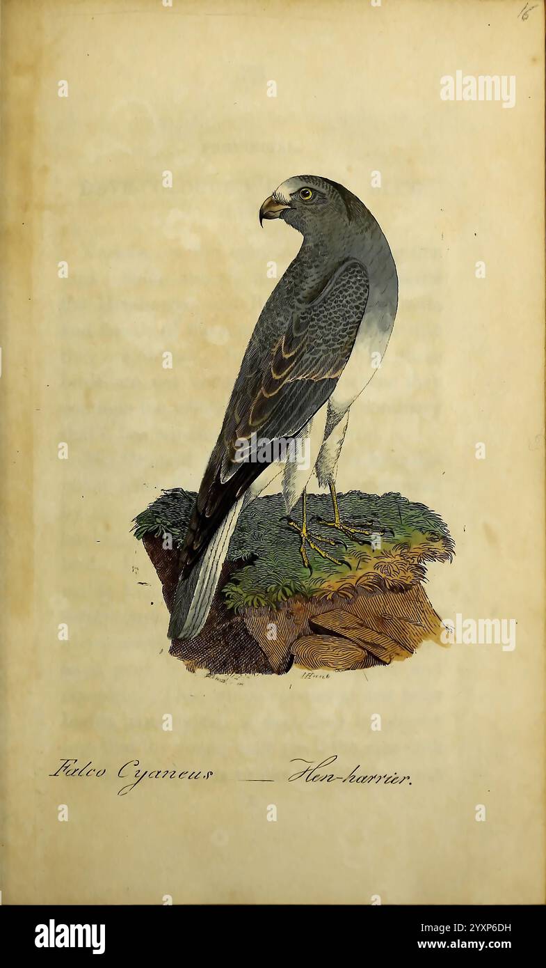British ornithology, Norwich, Bacon, 1815-22, Great Britain, bird ...
