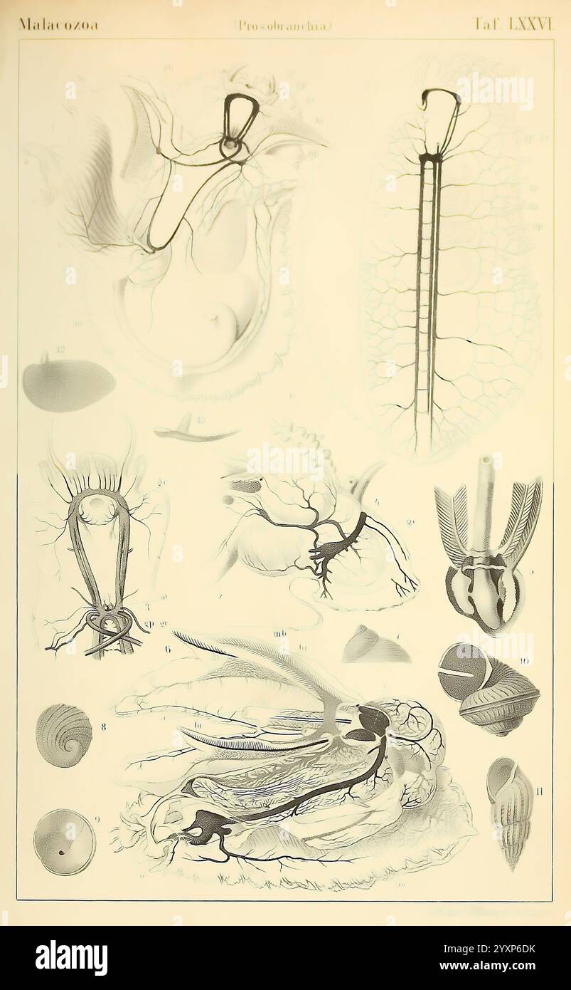 Illustration showcases various marine organisms hi-res stock photography and images - Alamy