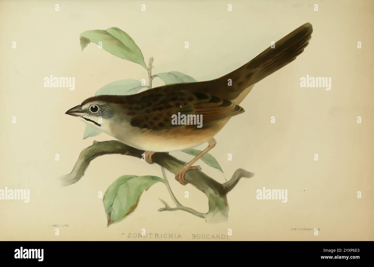 Proceedings of the Zoological Society of London, London, Academic Press ...