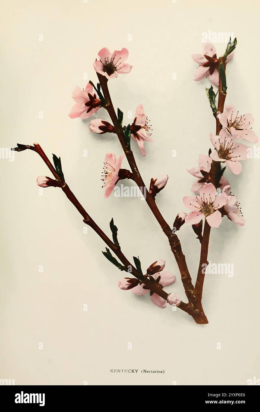 Branch exudes hi-res stock photography and images - Alamy