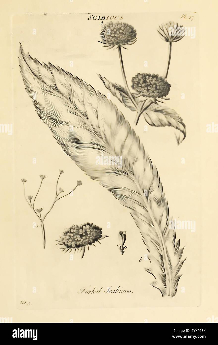 The Vegetable System London 1759-1763 Botany Pictorial Works, The ...