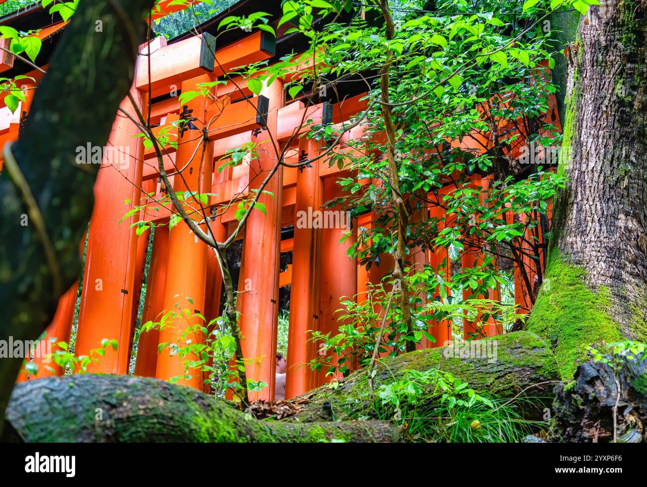 The torii gate covered walking path at Fushimi Inari Taisha temple in ...
