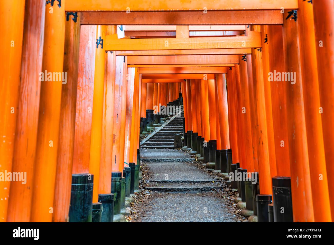 The torii gate covered walking path at Fushimi Inari Taisha temple in ...
