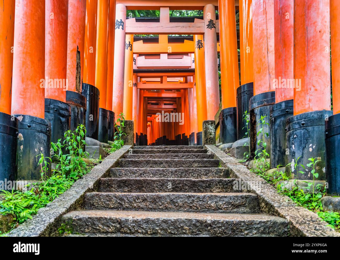 The torii gate covered walking path at Fushimi Inari Taisha temple in ...