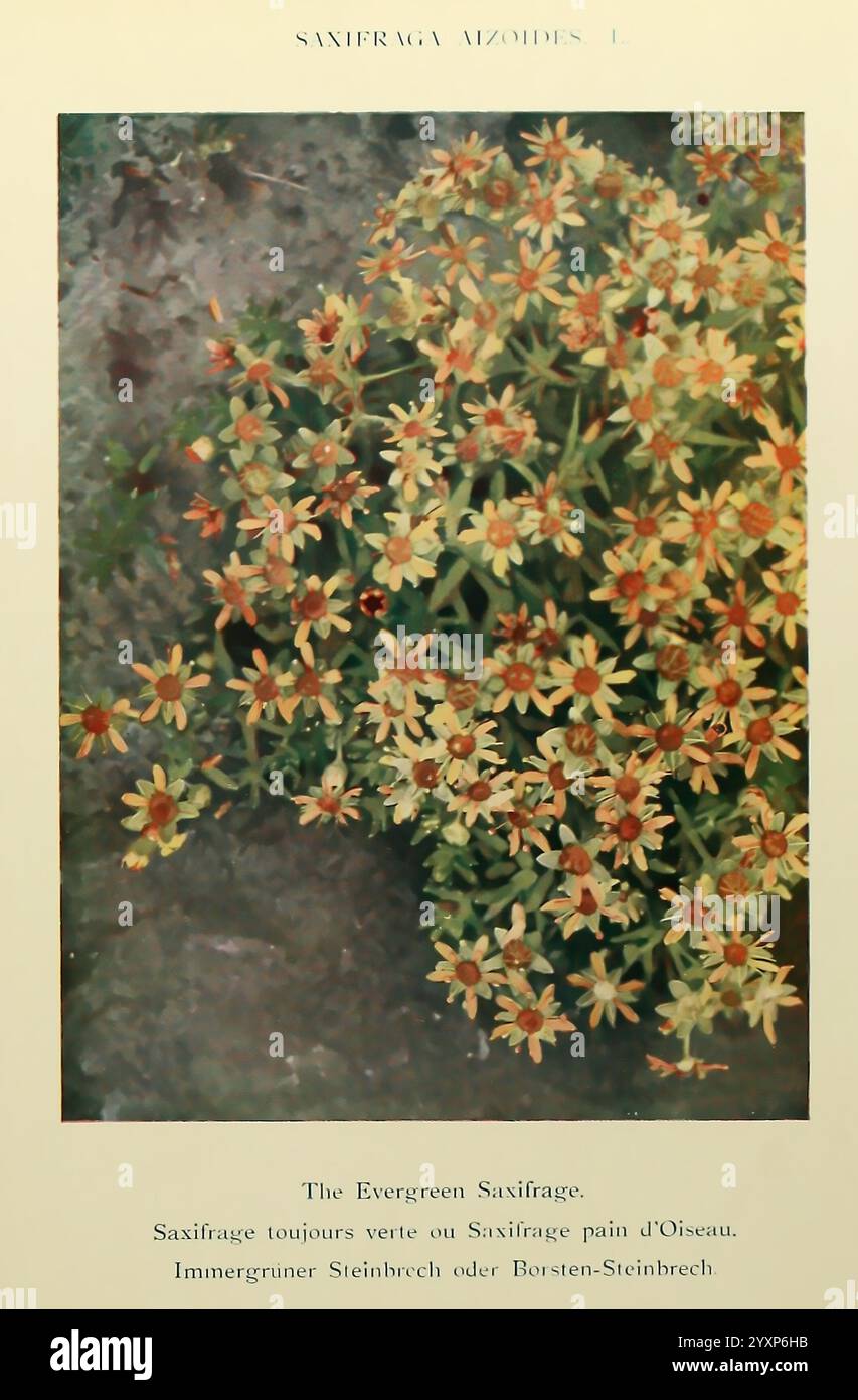 Summer, flowers, of, the, high, Alps, London, Dent, 1910, Alps ...