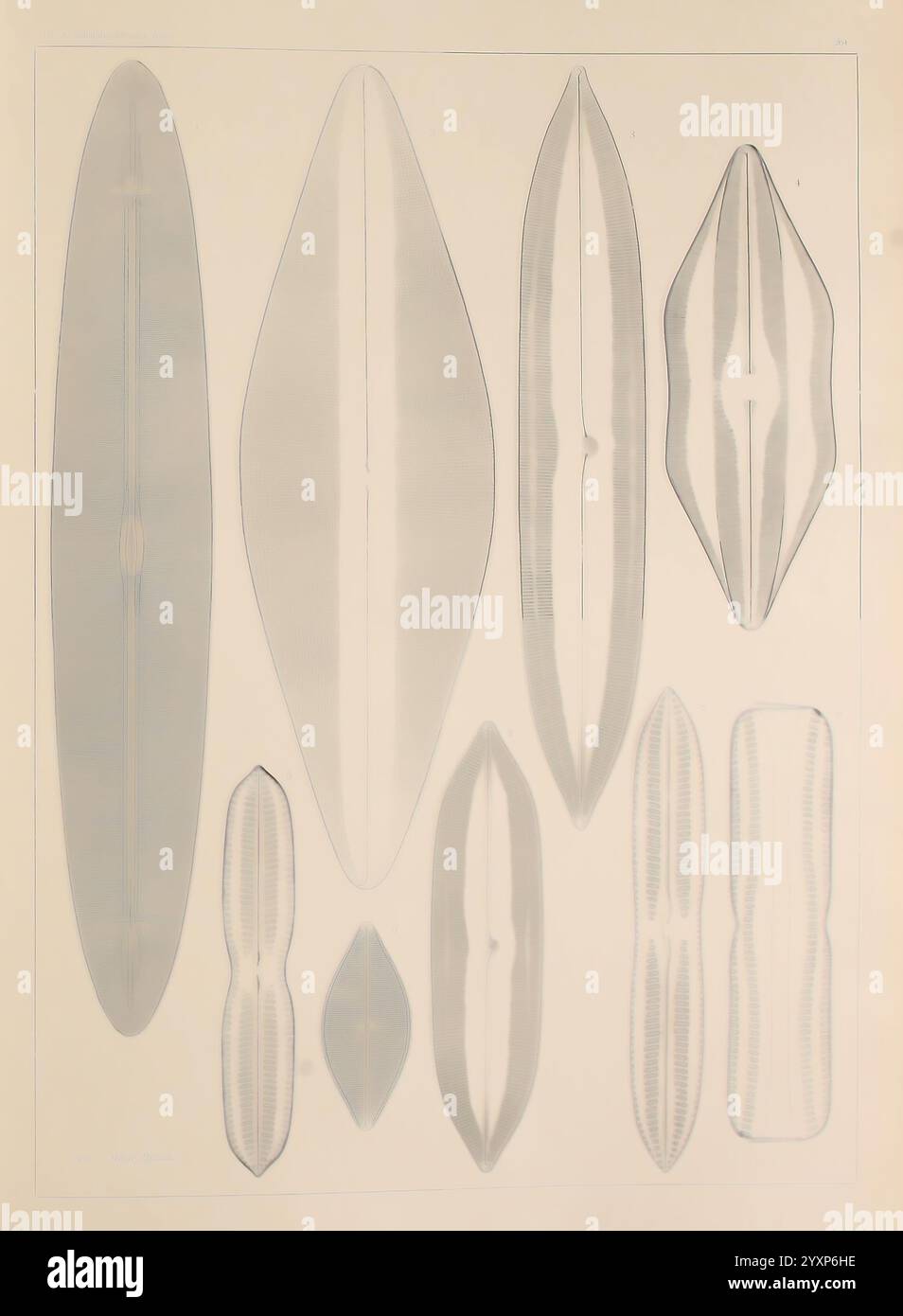 Central specimen highlights hi-res stock photography and images - Alamy