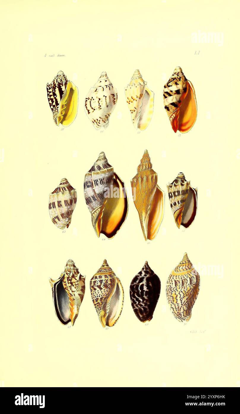 Illustrated collection of various seashells hi-res stock photography ...