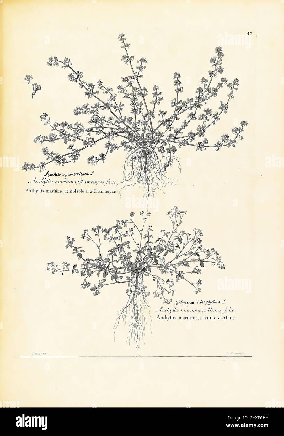 Plant species antyllis maritima hi-res stock photography and images - Alamy