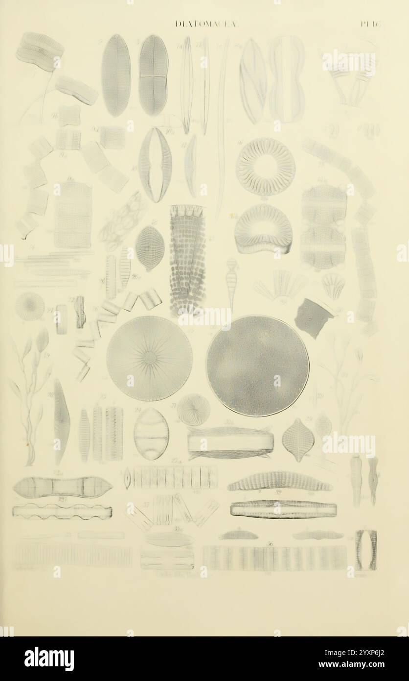 Diatom structures hi-res stock photography and images - Alamy
