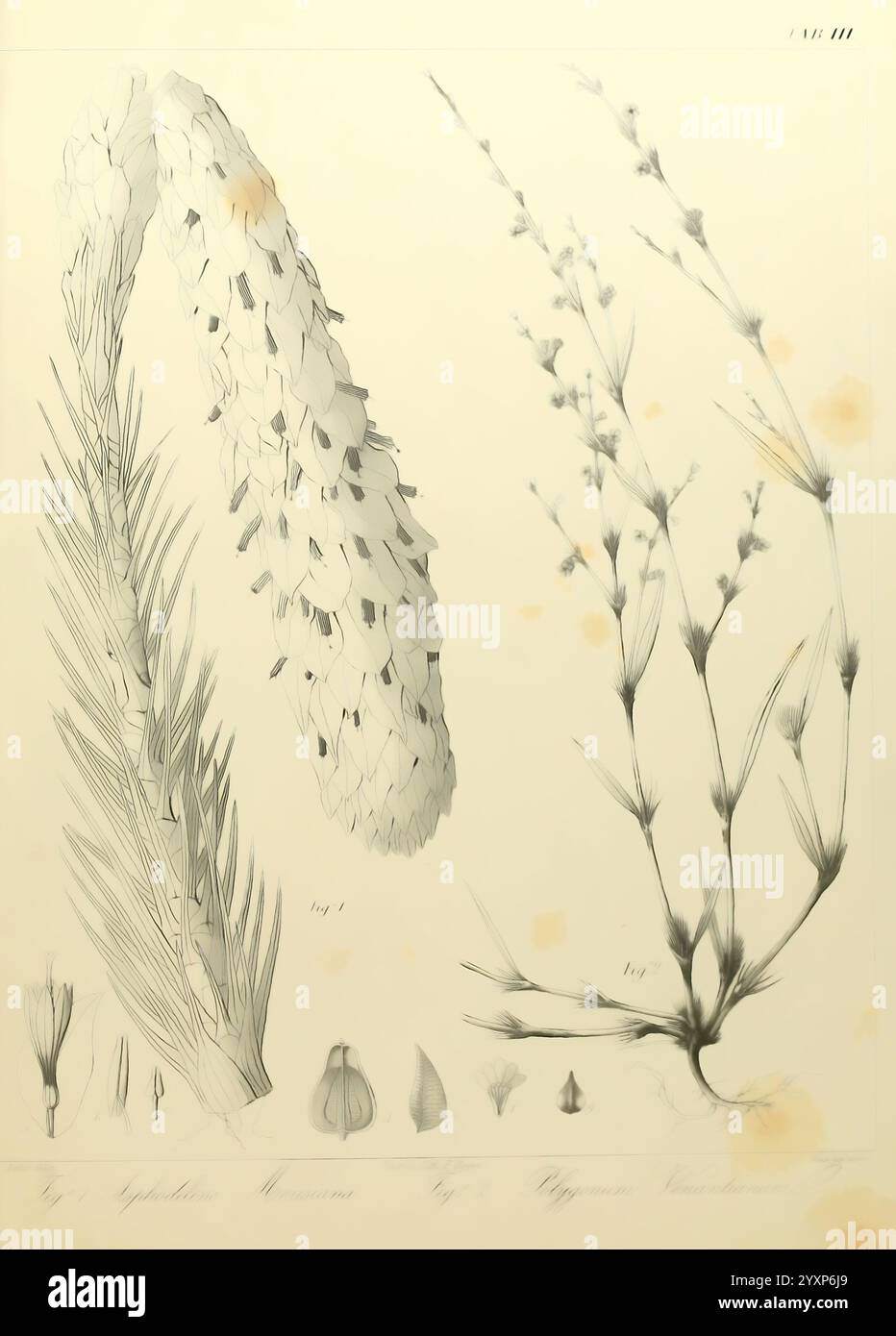 Sertulum Orientale, Taurini, Ex Officina Regia, 1855, Greece, Plants ...