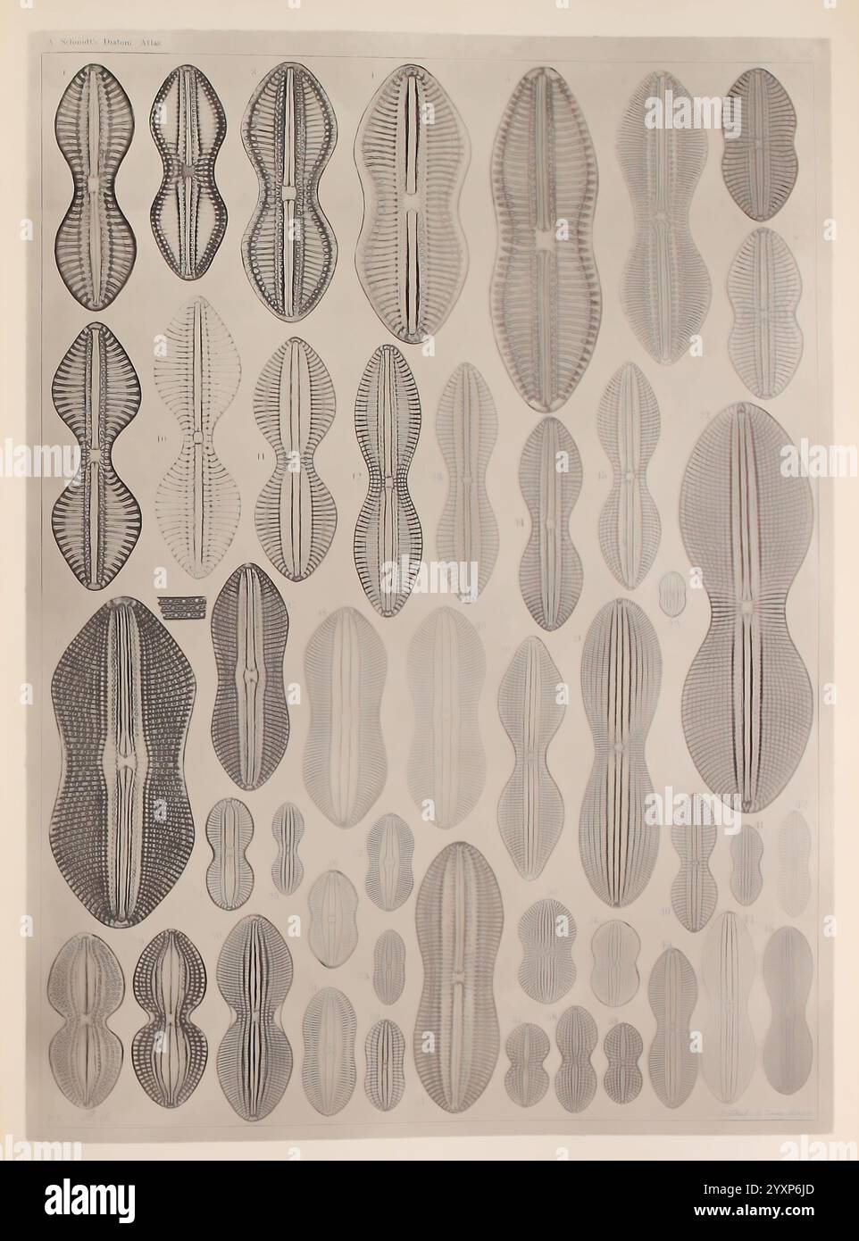Various forms of bivalve shells hi-res stock photography and images - Alamy