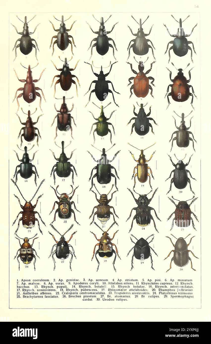 Zhuki Rossii i zapadnoĭ Evropy, S.-Peterburg, Devrien, 1905-1915 ...