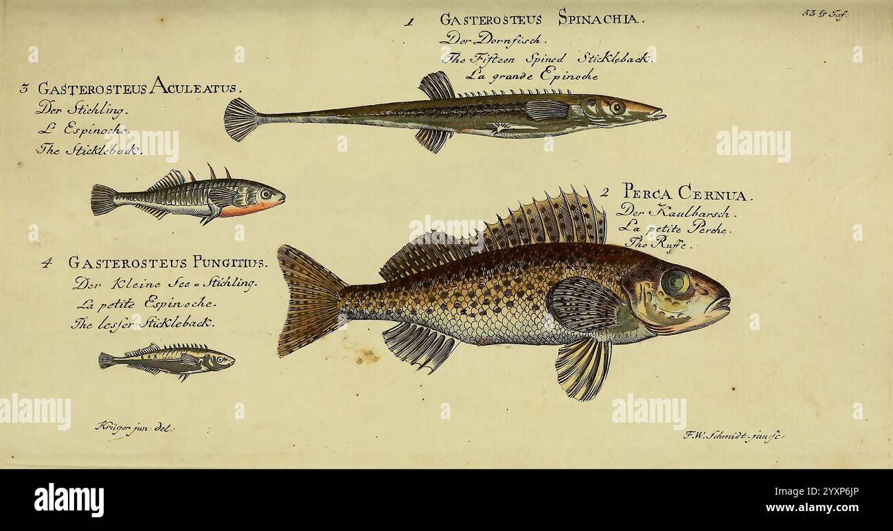 Spinachia taxonomy binomial perca hi-res stock photography and images ...