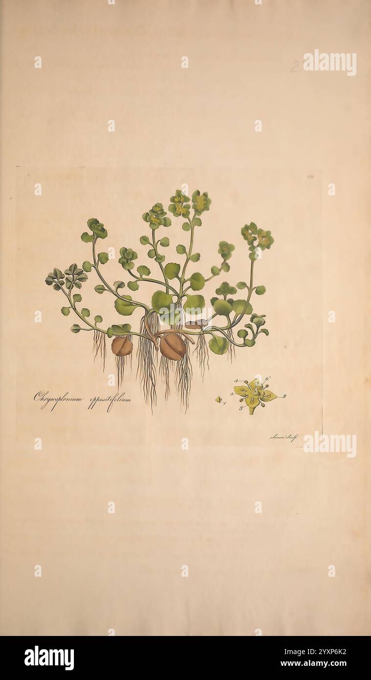 Prominent round leaves hi-res stock photography and images - Alamy