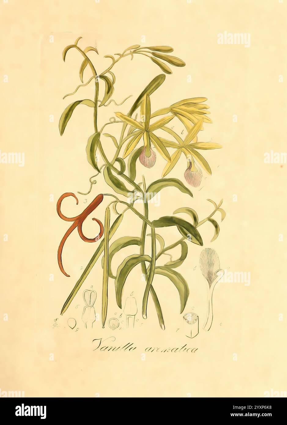 Venilla aromatica plant hi-res stock photography and images - Alamy