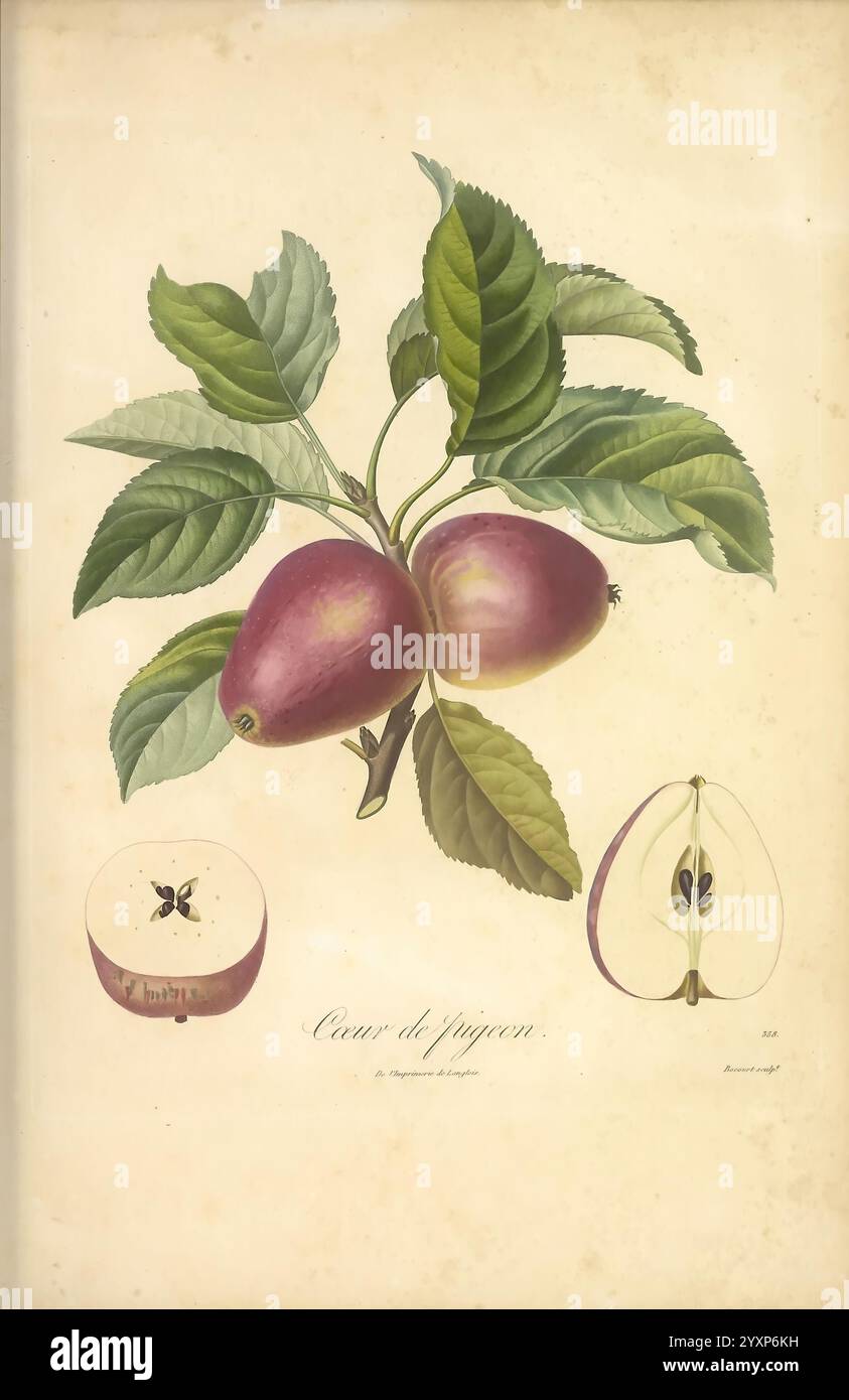 Fruits cross section exemplifies hi-res stock photography and images ...