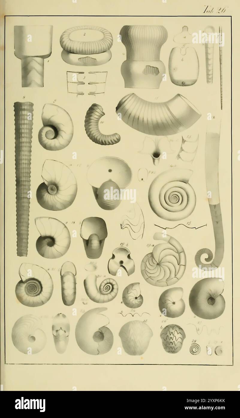 Evolutionary significance within paleontology hi-res stock photography ...