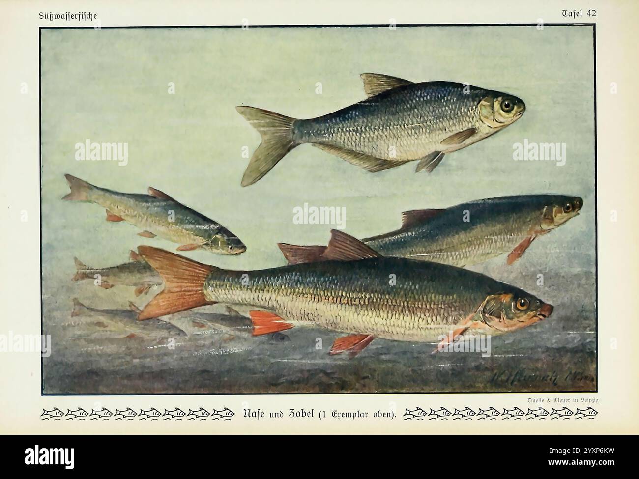 Appreciation of underwater biodiversity hi-res stock photography and ...