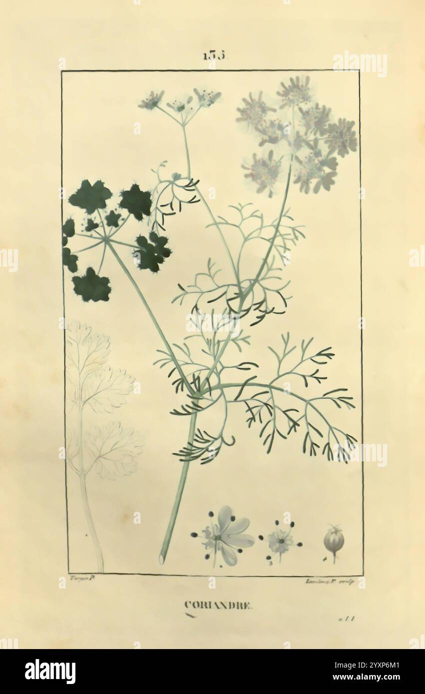 Plants de coriandre hi-res stock photography and images - Alamy