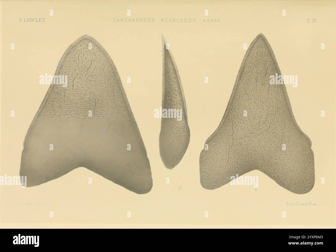 Tooths robust structure hi-res stock photography and images - Alamy