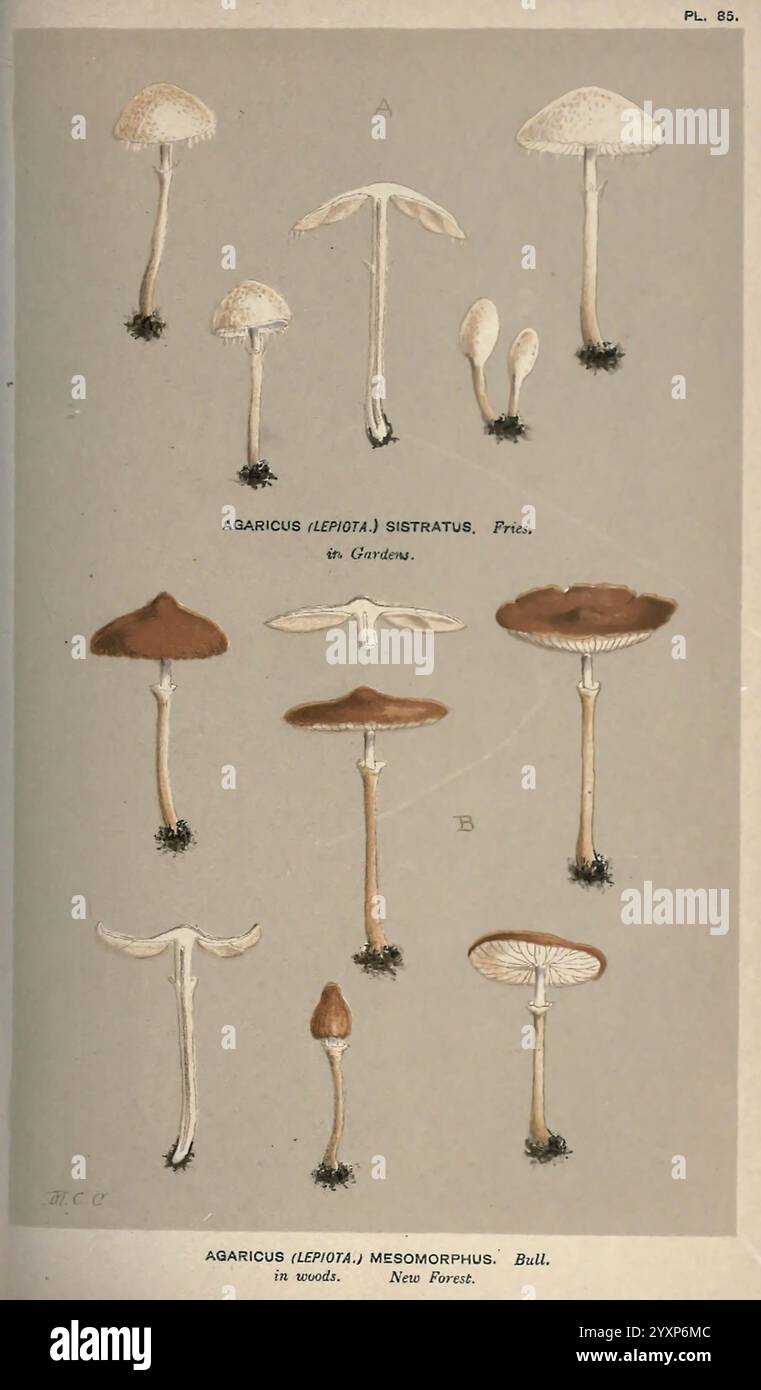 Central arrangement highlights additional mushroom forms hi-res stock ...