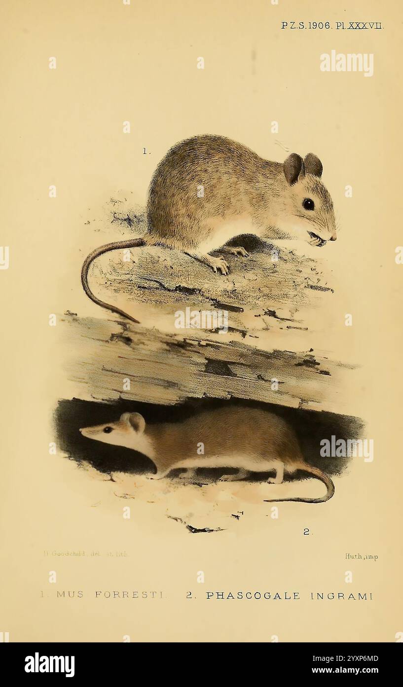 Proceedings of the Zoological Society of London, London, Academic Press ...