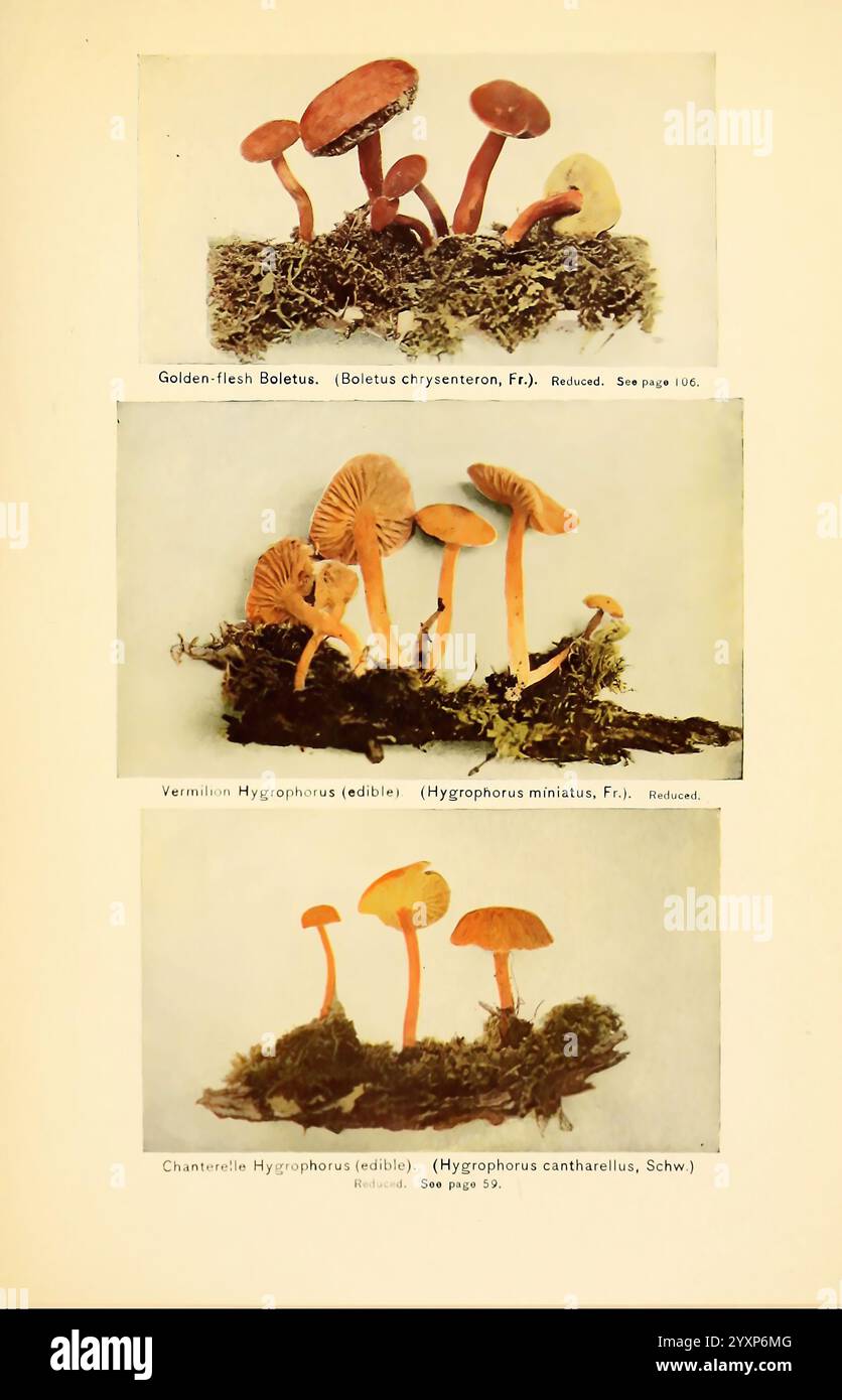 Labeled section highlights different types hi-res stock photography and ...