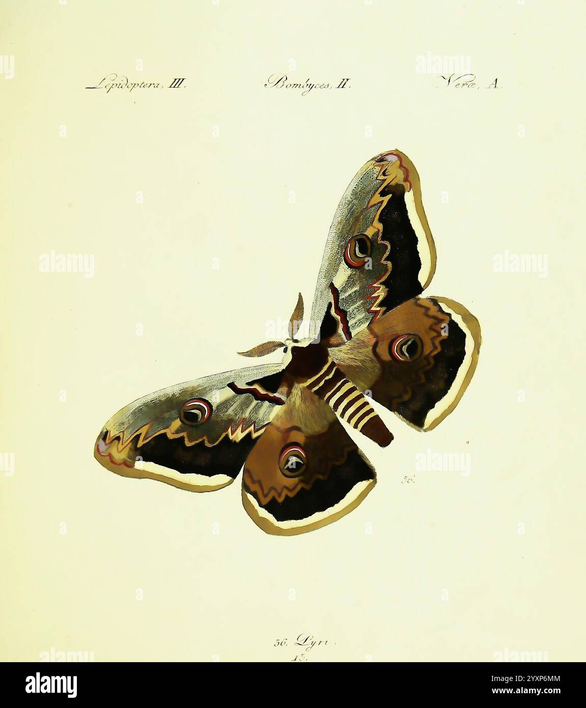 Moth features large hi-res stock photography and images - Alamy