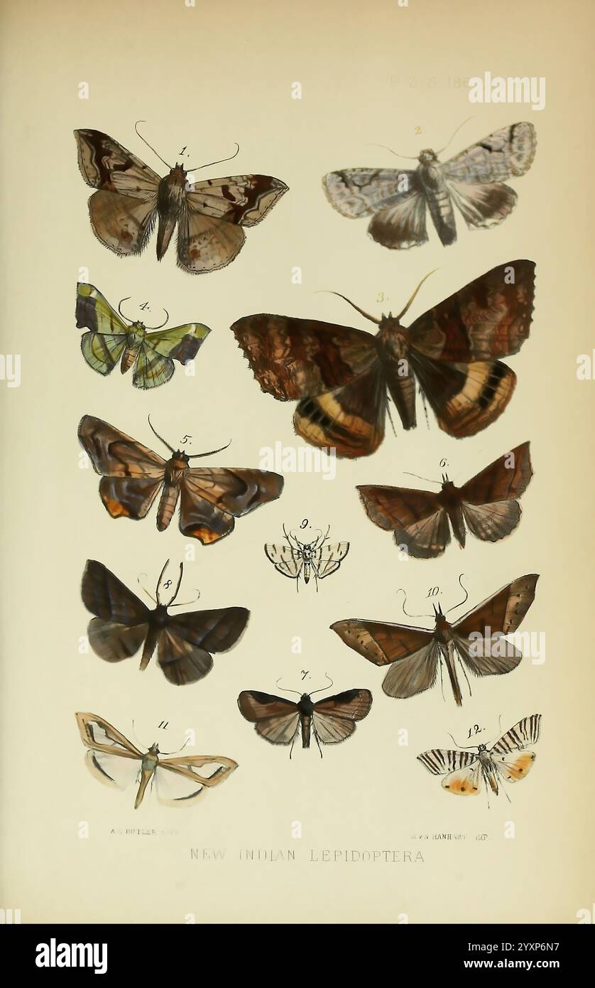 Proceedings of the Zoological Society of London, London, Academic Press ...