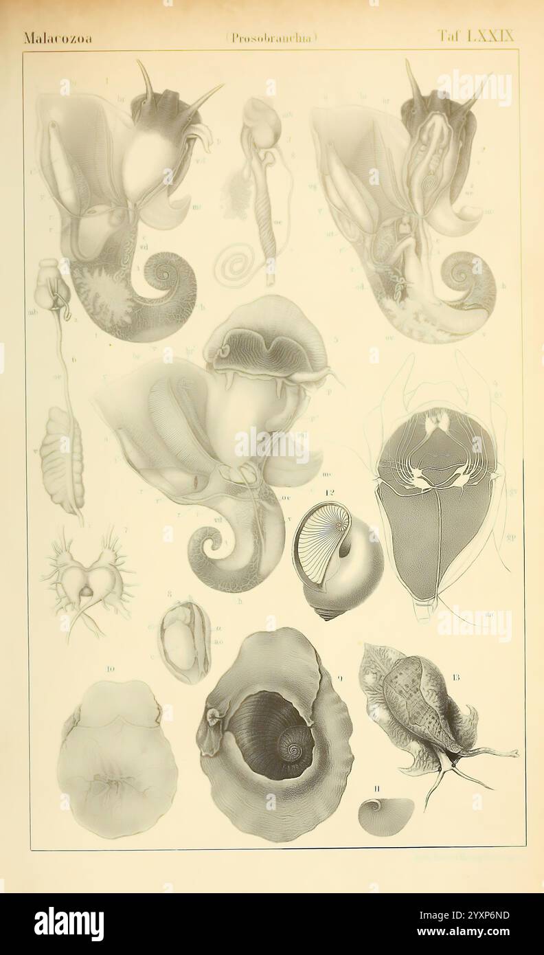 Intricate body parts hi-res stock photography and images - Alamy