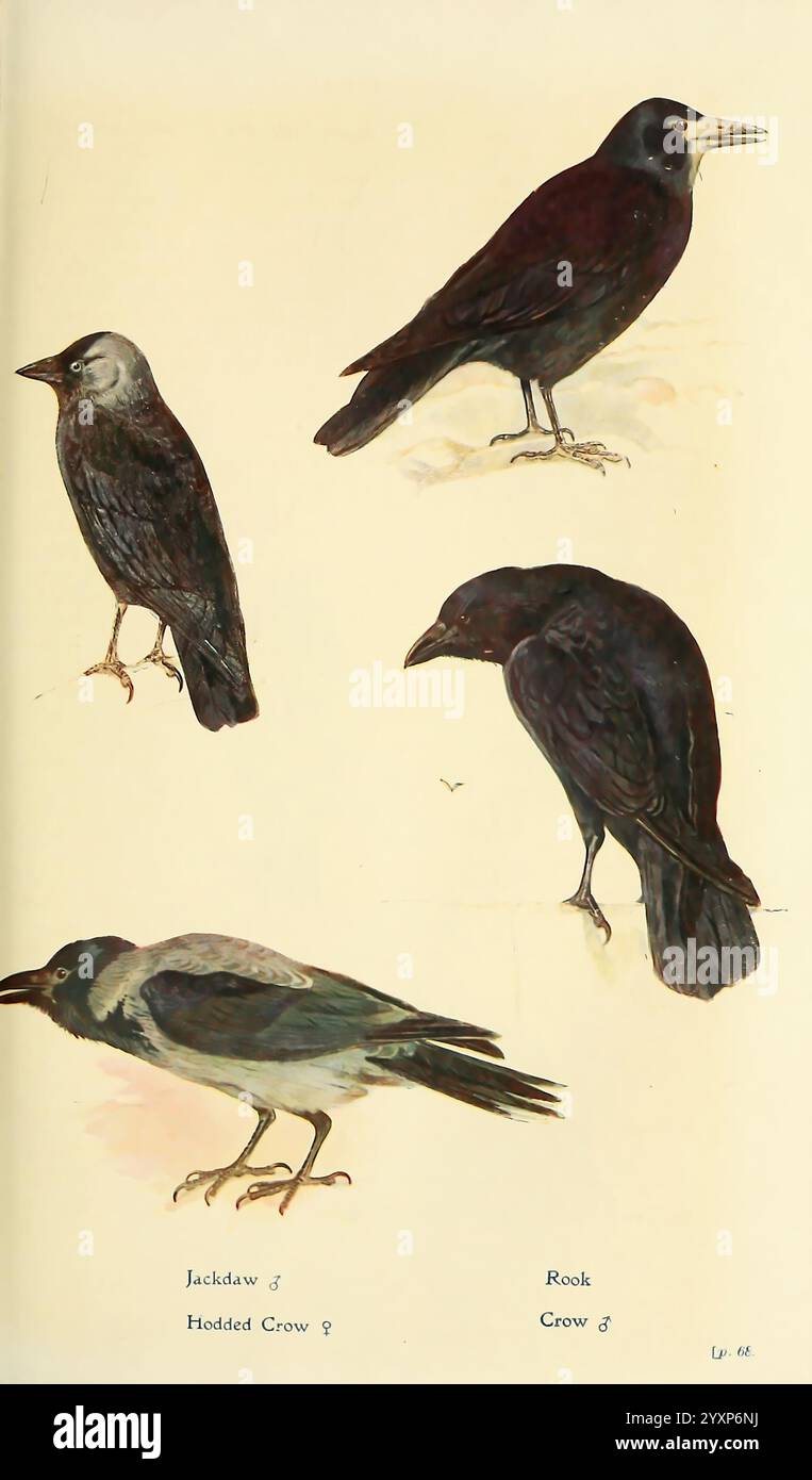 British Birds in Their Haunts, London, Dutton [1922], Great Britain ...