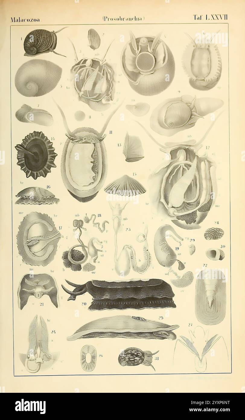 Hinge characteristics hi-res stock photography and images - Alamy