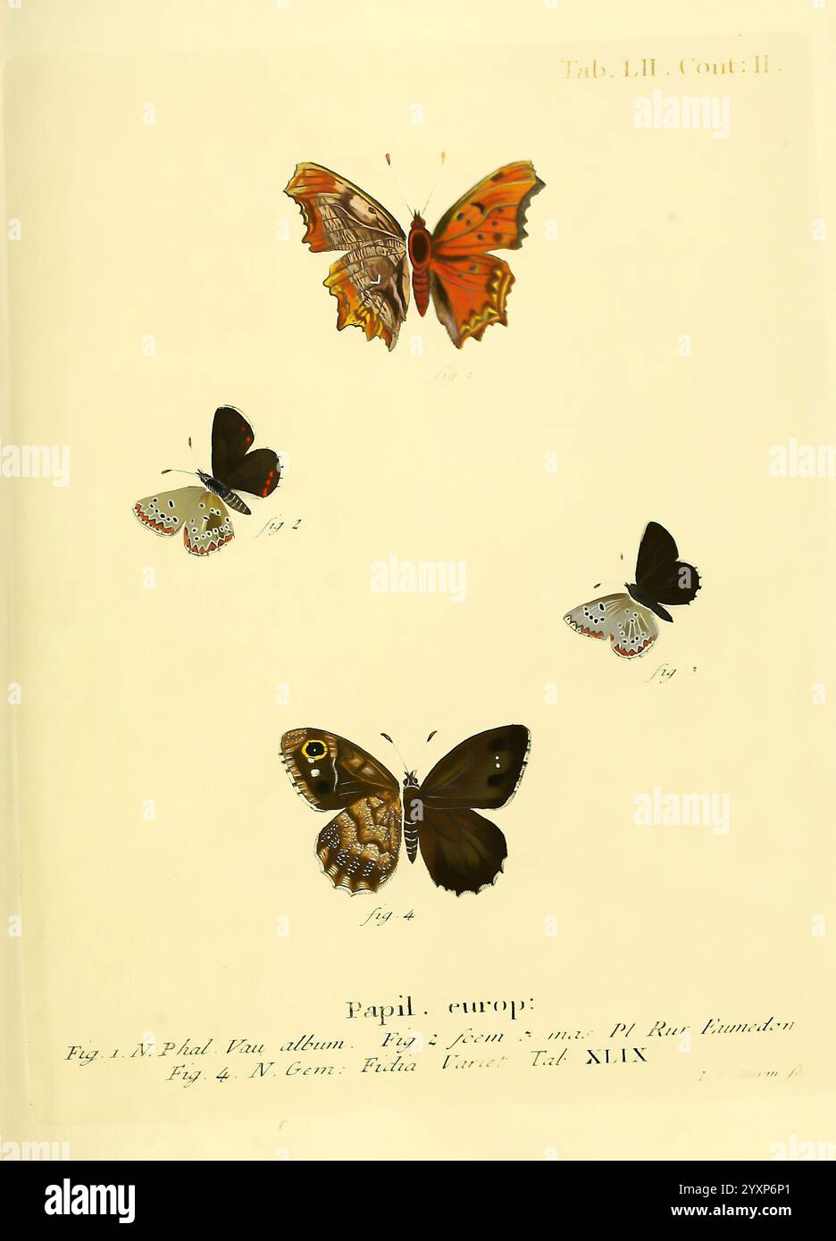 Top left butterfly displays hi-res stock photography and images - Alamy