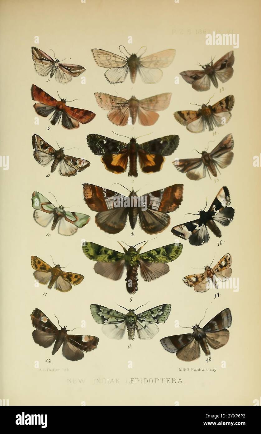 Moths exhibit different hi-res stock photography and images - Alamy