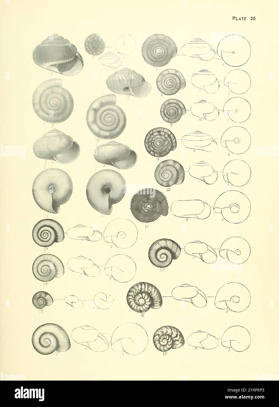 Therasia celinde hi-res stock photography and images - Alamy