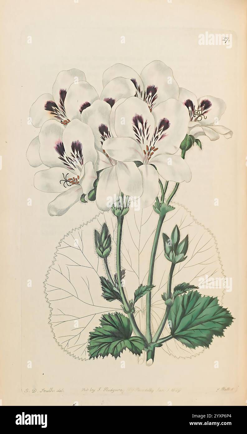 Geraniaceae, London, Printed for James Ridgway, Piccadilly, 1820-1830 ...