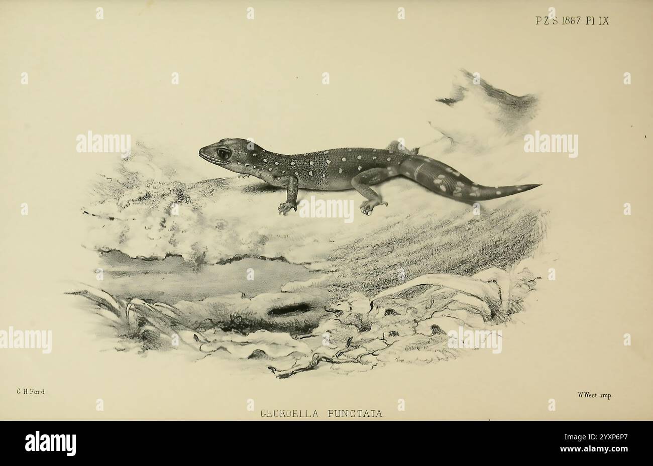 Geckos unique morphology hi-res stock photography and images - Alamy