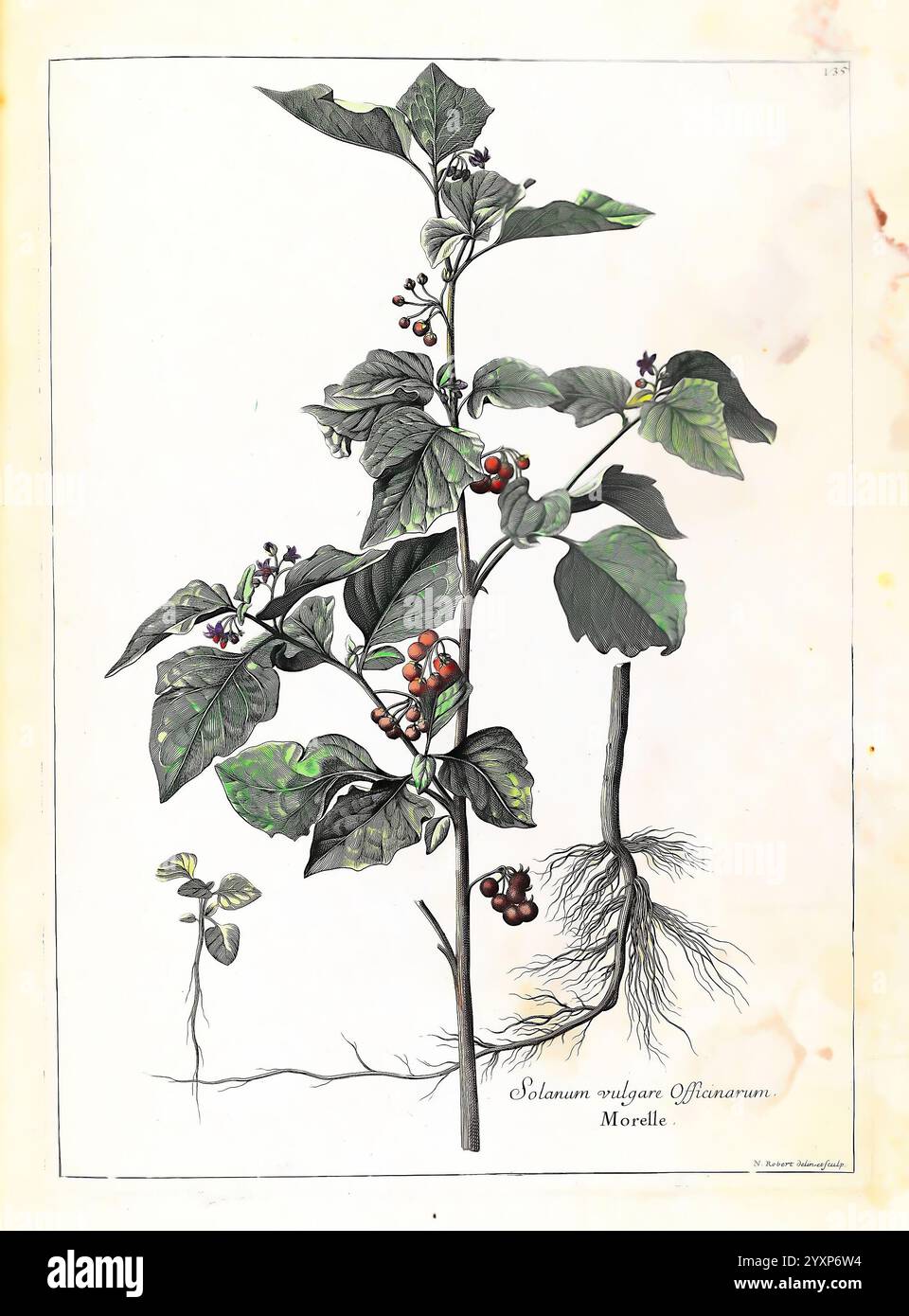 Solanum nigrum species hi-res stock photography and images - Alamy