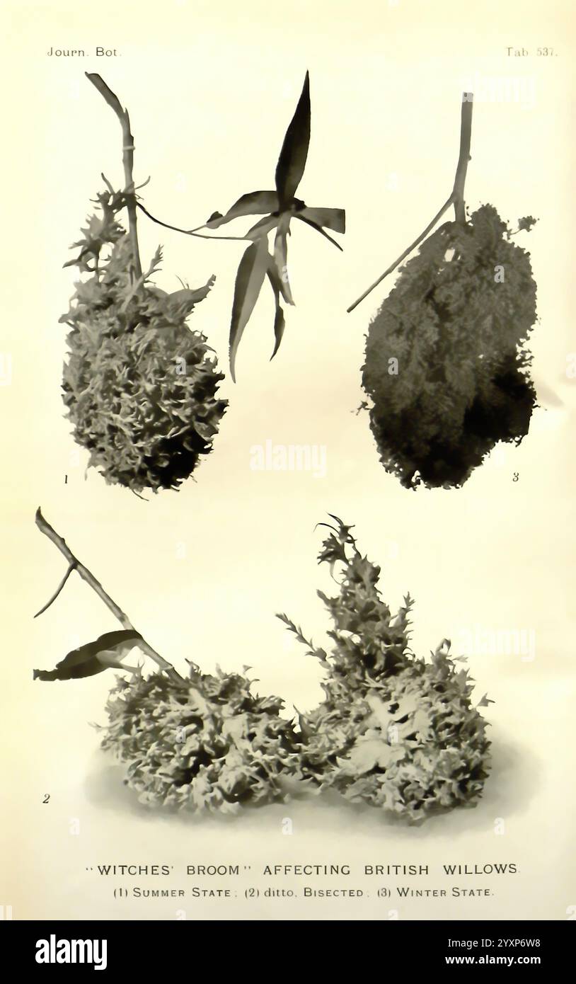 Journal of botany, British and foreign. London, Robert Hardwicke, 1863 ...