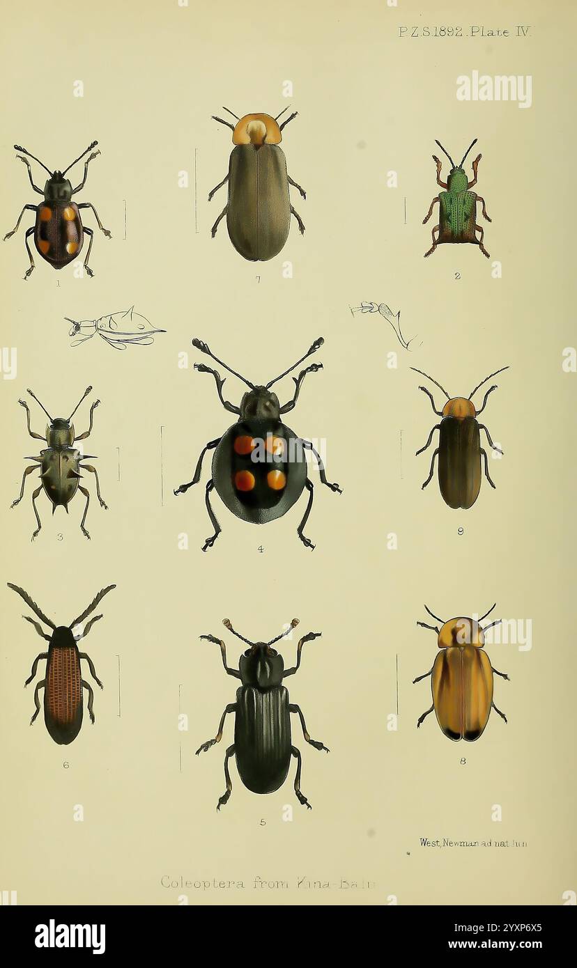 Depicted beetles hi-res stock photography and images - Alamy