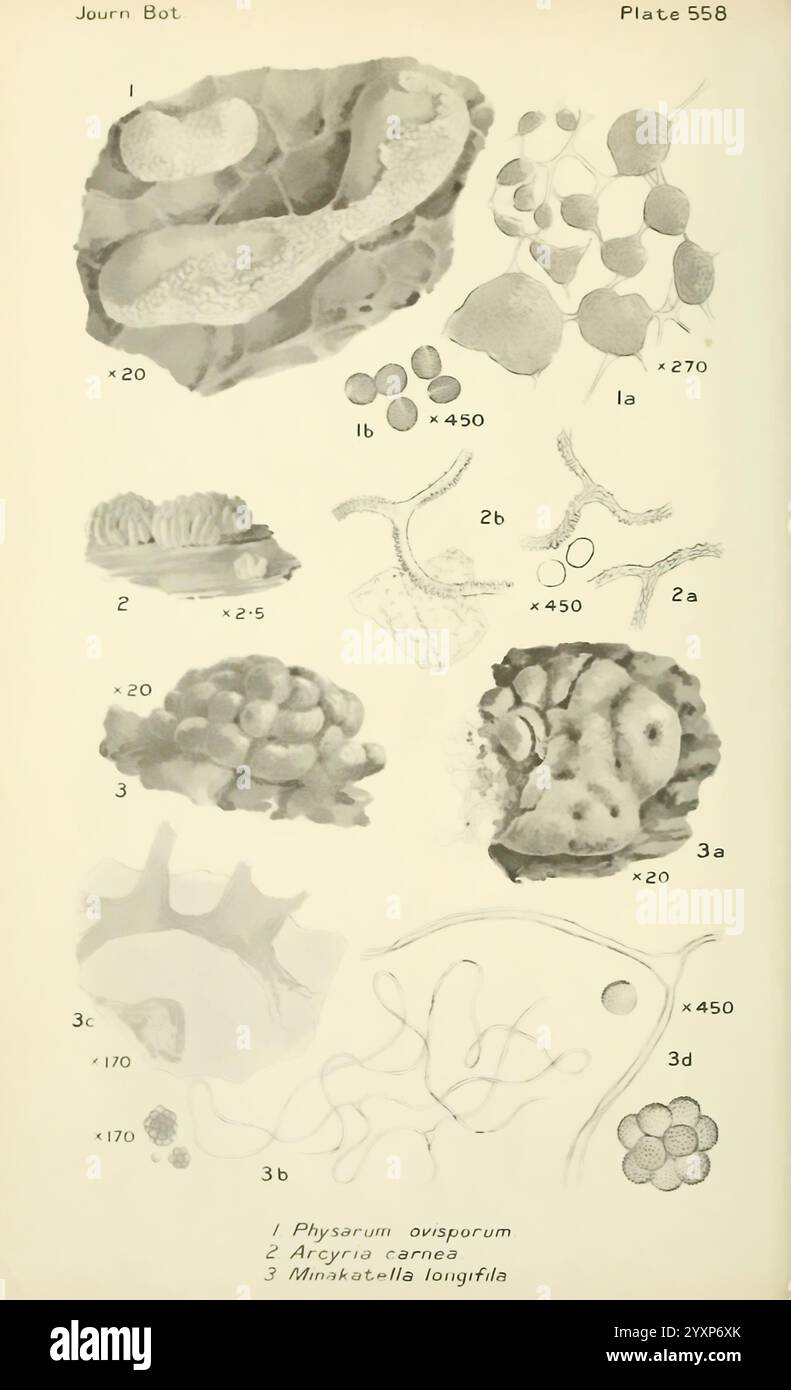 Physarum ovisporum hi-res stock photography and images - Alamy