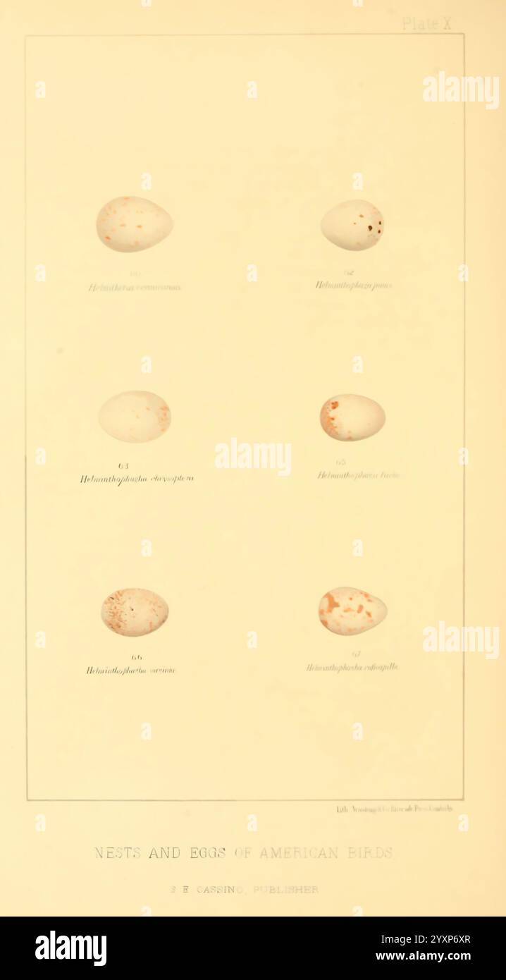 Illustration features six eggs hi-res stock photography and images - Alamy