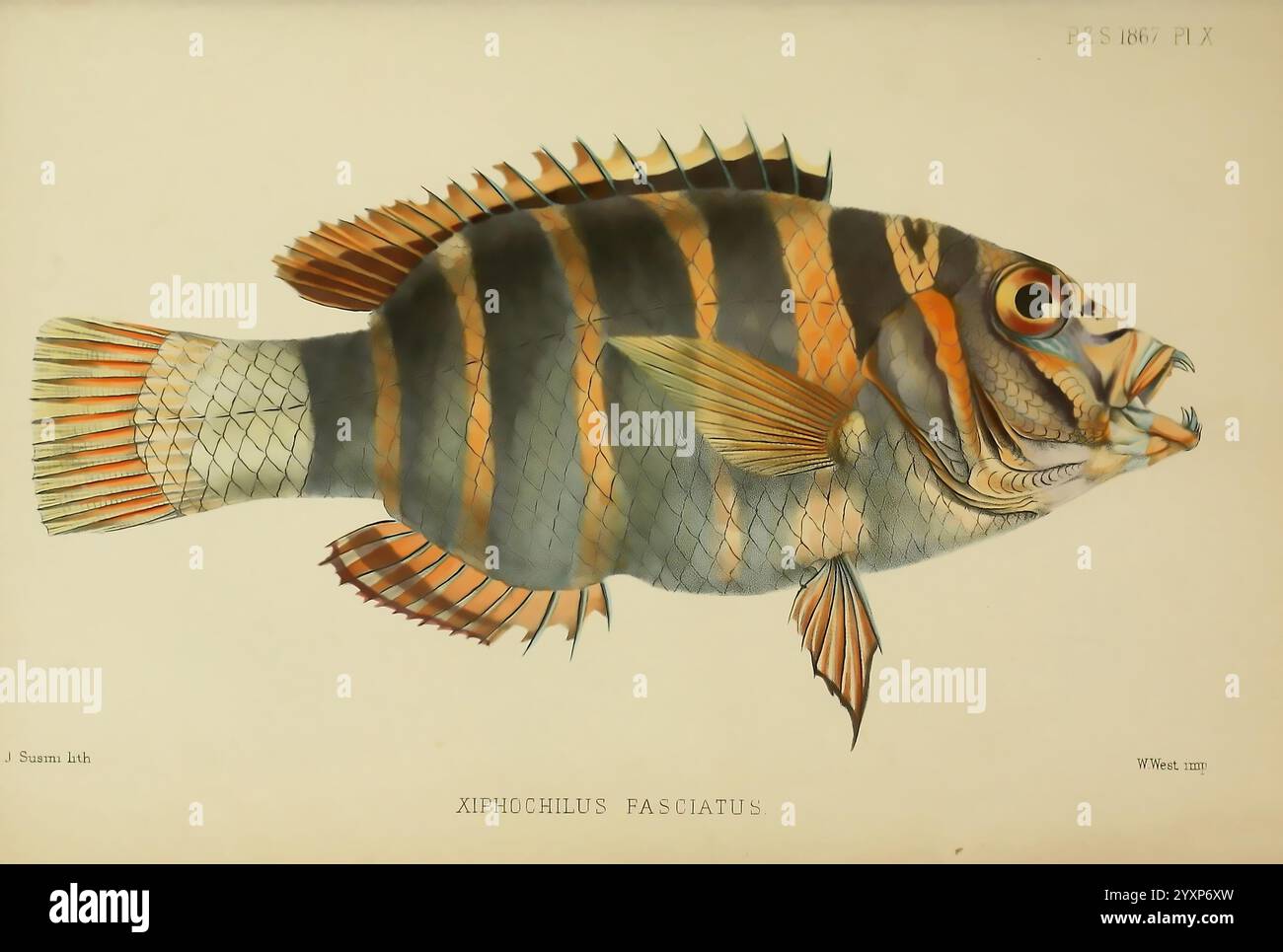 Fins contribute hi-res stock photography and images - Alamy