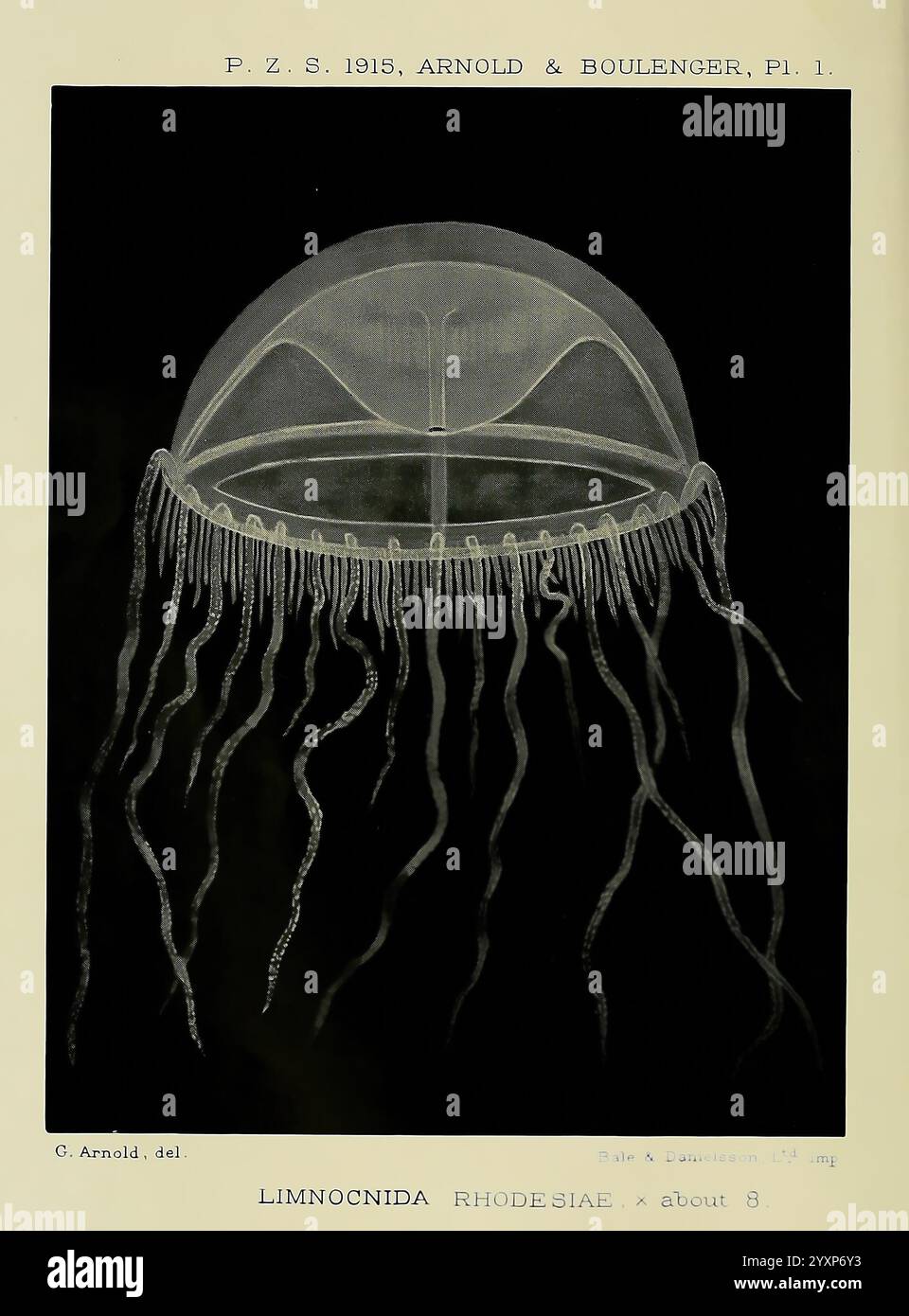 Jellyfish taxonomy hi-res stock photography and images - Alamy