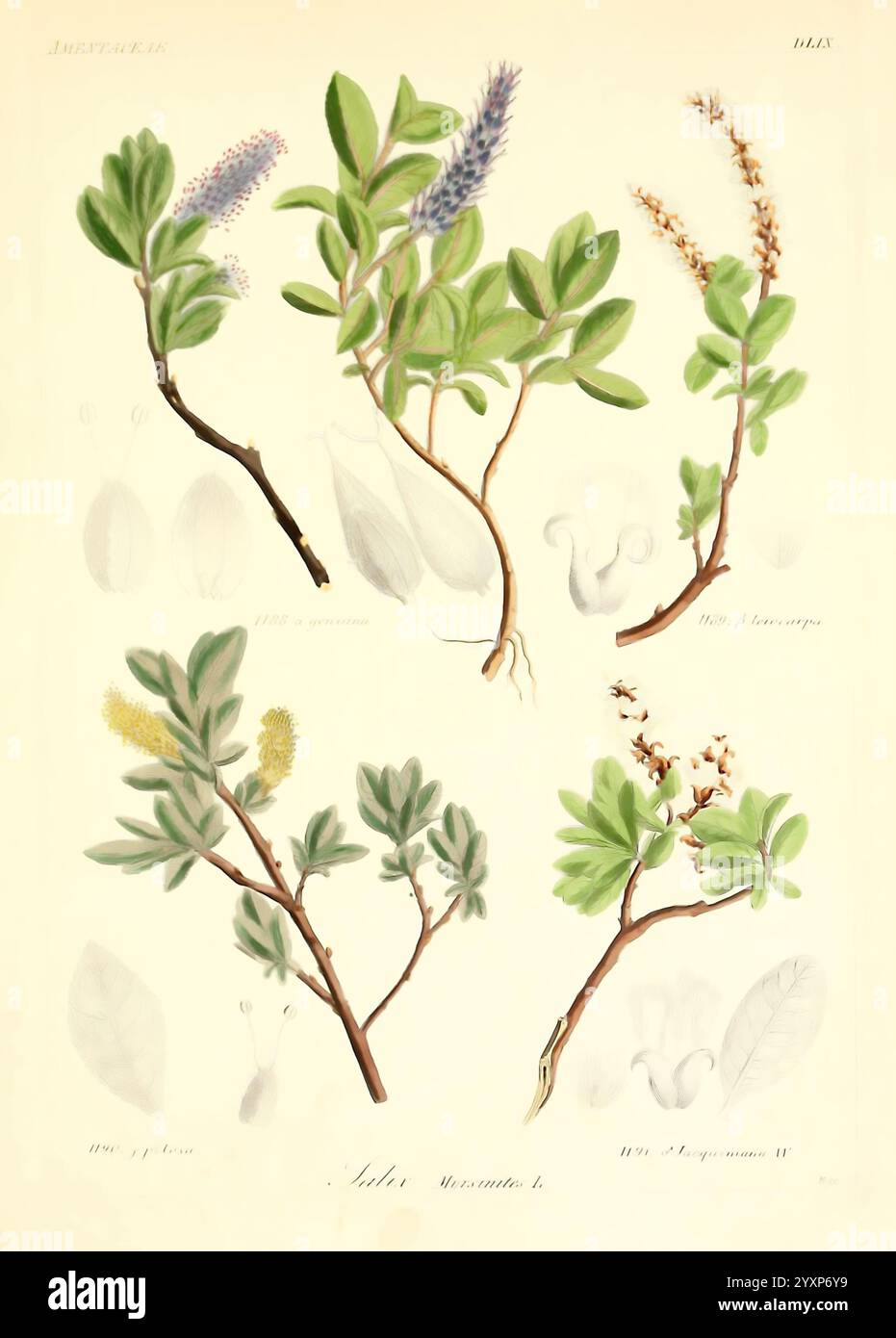 Arrangement features several branches hi-res stock photography and ...