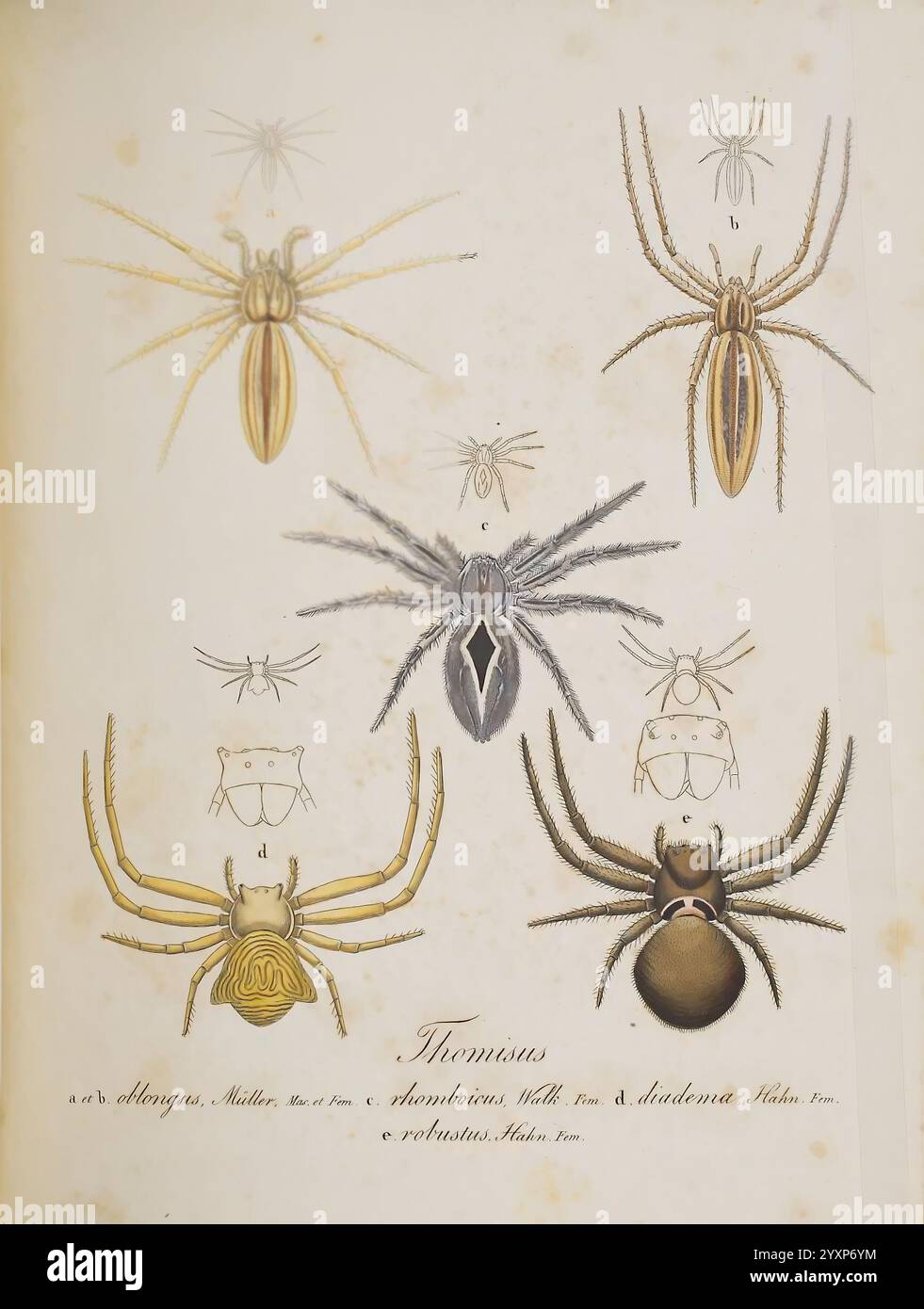 Monographia Aranearum, Monographie der Spinnen, Nurnberg, Lechner, [182 ...